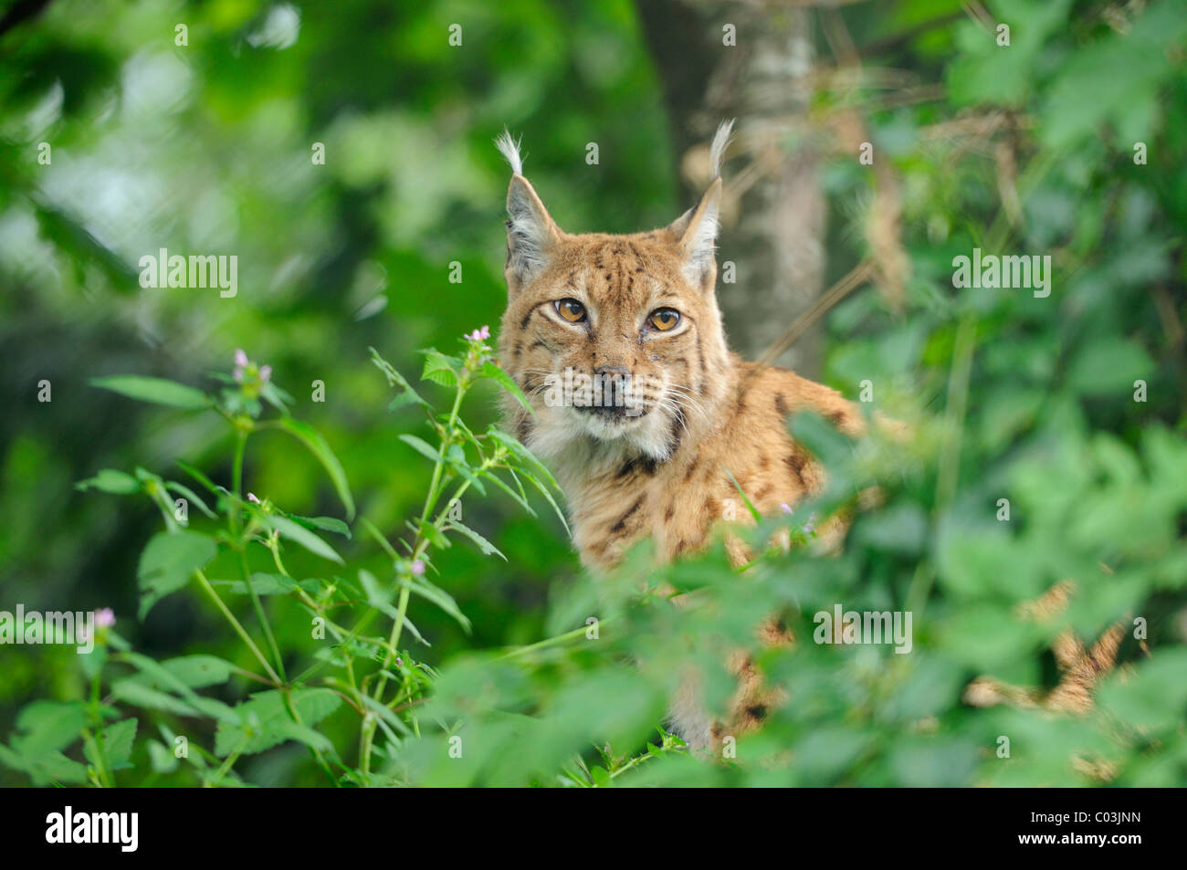 Looking out bushes hi-res stock photography and images - Alamy