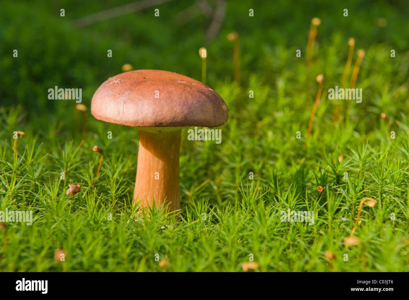 Bay Bolete mushroom (Xerocomus badius Stock Photo - Alamy