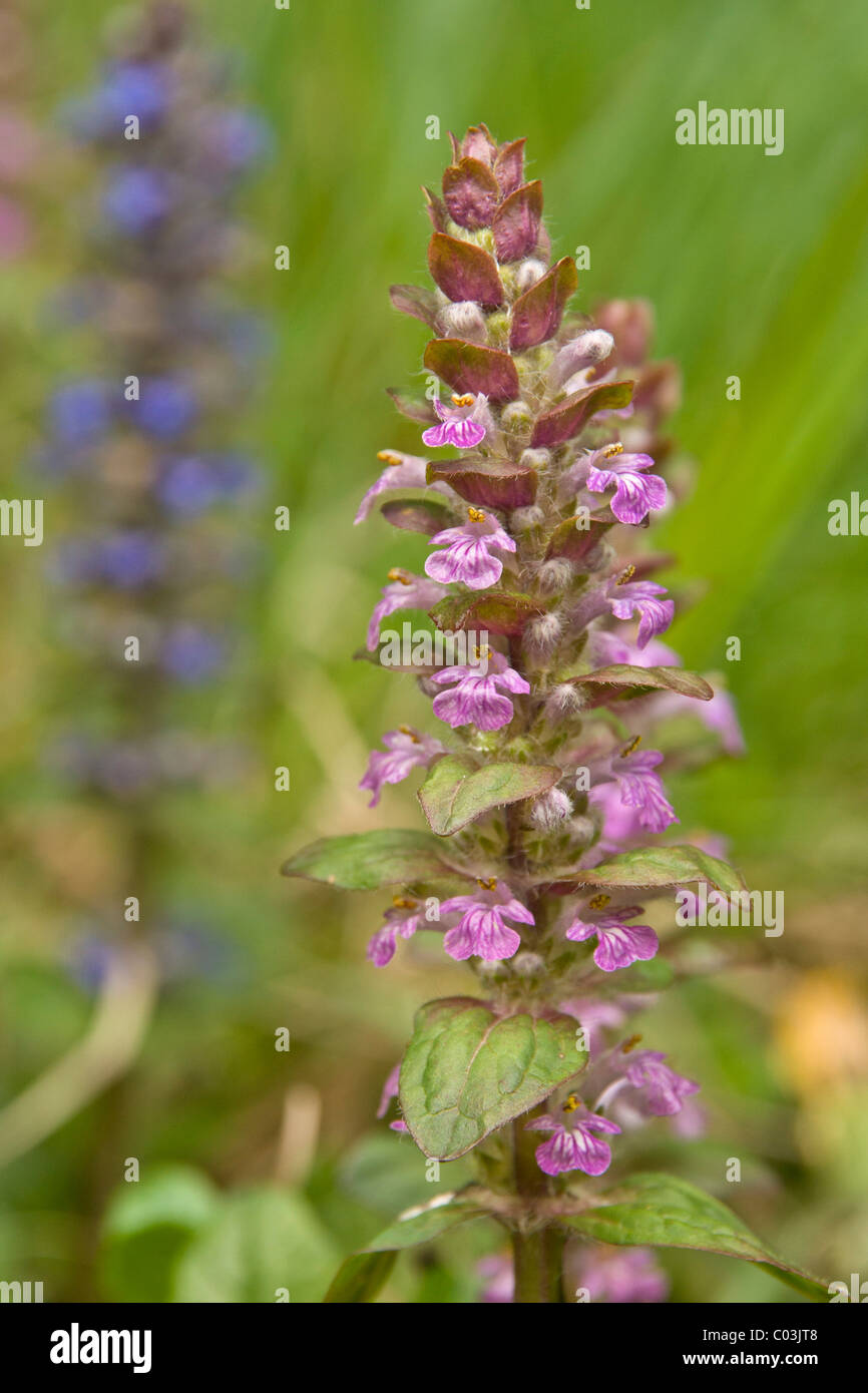 Bugleherb or Bugleweed (Ajuga reptans), pink flowering Stock Photo - Alamy