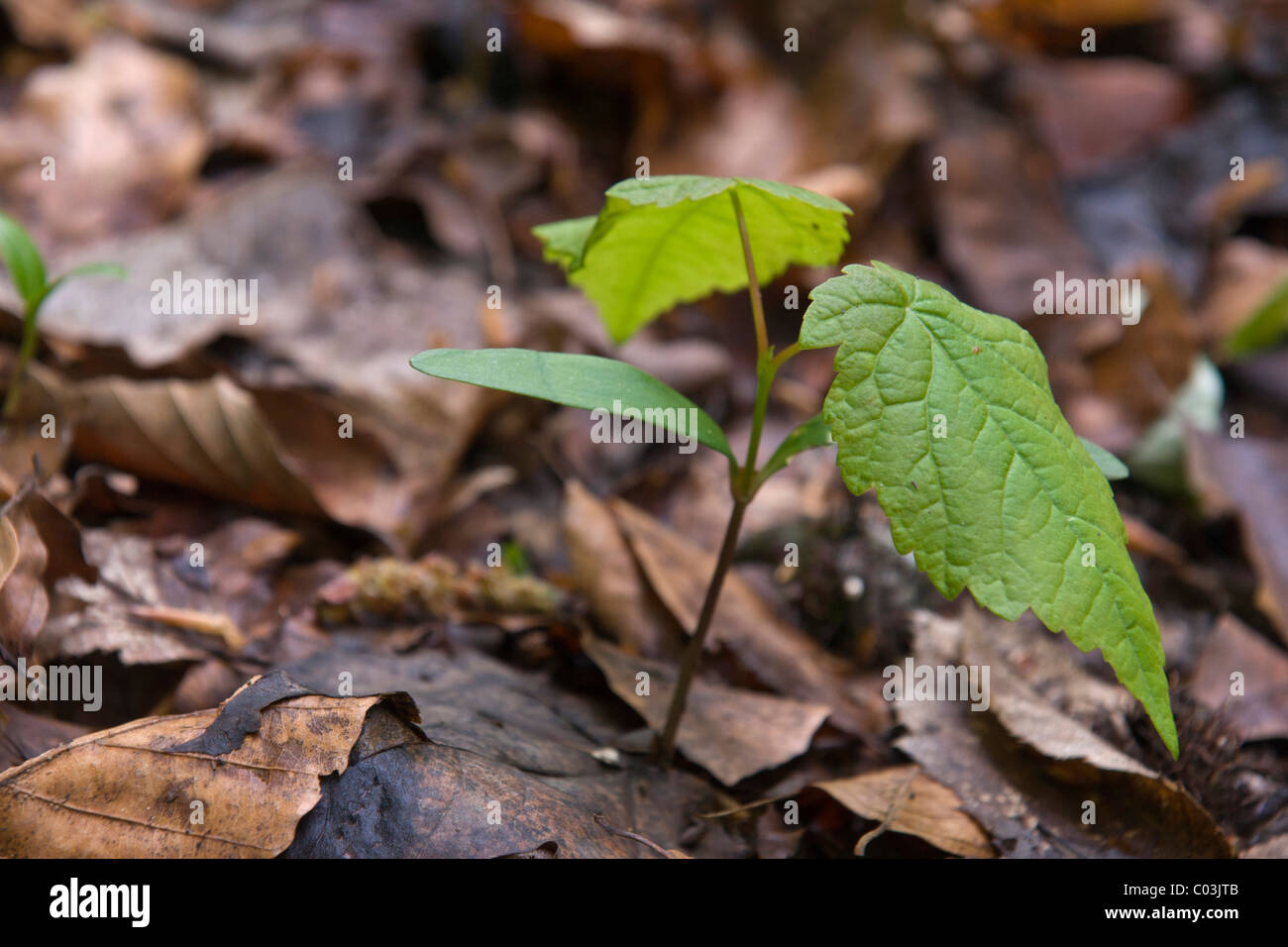 Sycamore seedling hi-res stock photography and images - Alamy