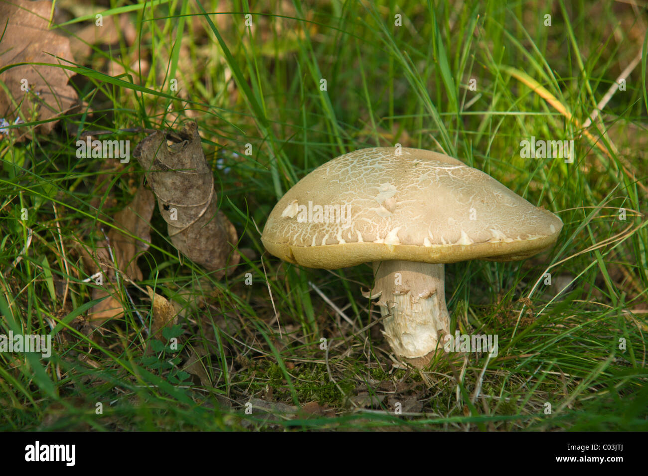 Summer Cep mushroom (Boletus reticulatus Stock Photo - Alamy
