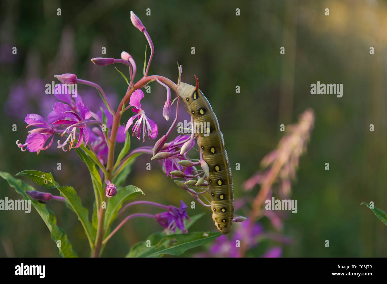 Bedstraw Hawk-Moth (Hyles gallii) caterpillar on Fireweed (Epilobium ...