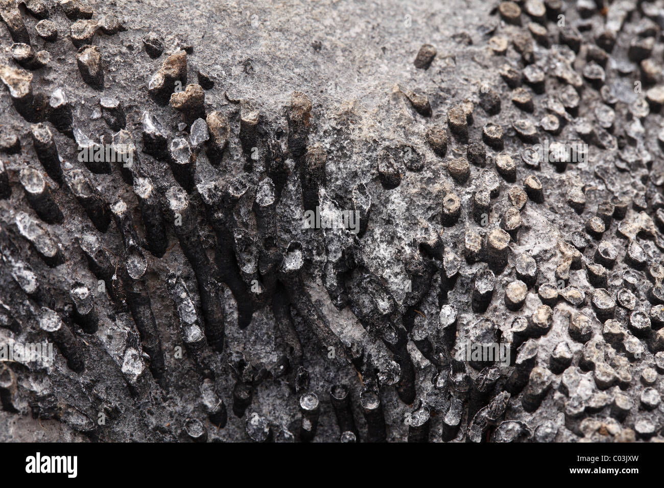 Fossils in limestone, Burren National Park, County Clare, Ireland ...