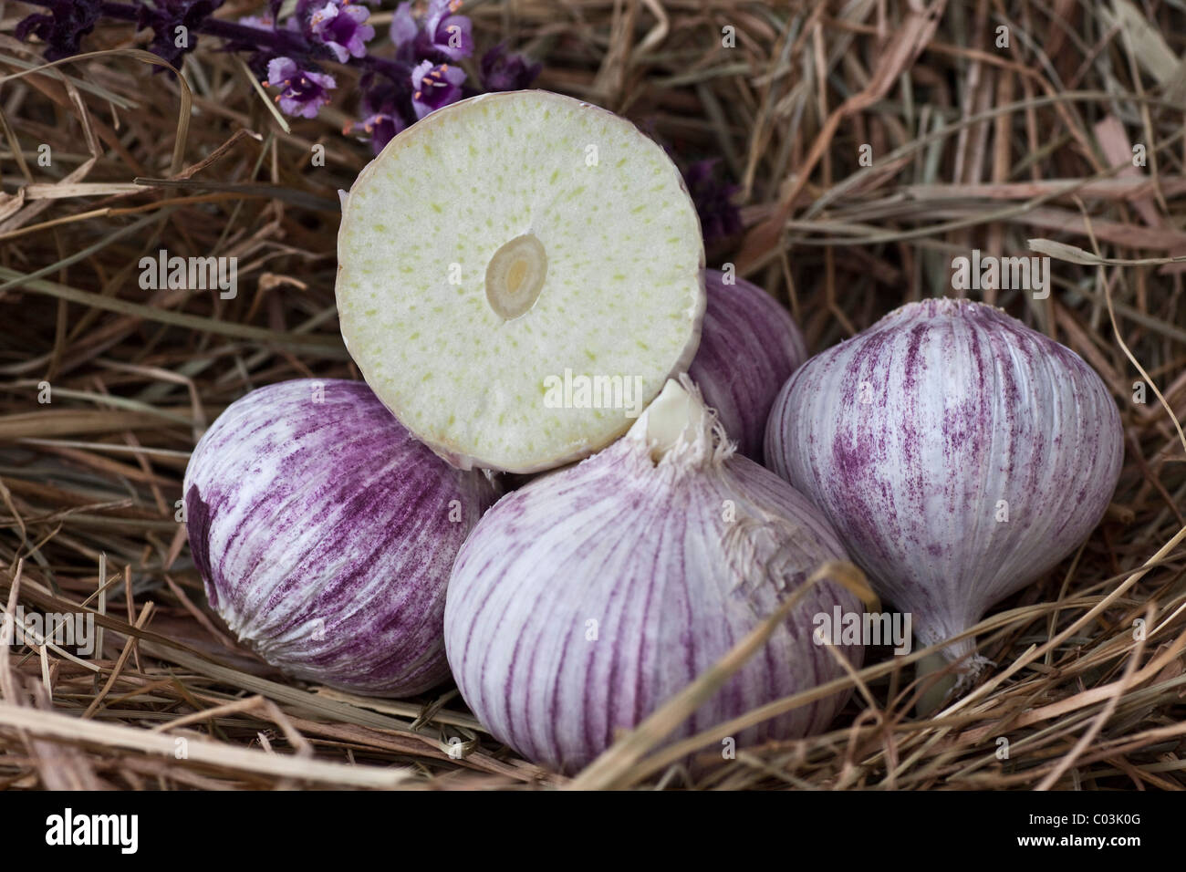 Elephant Garlic (Allium ampeloprasum), garlic variety Stock Photo - Alamy