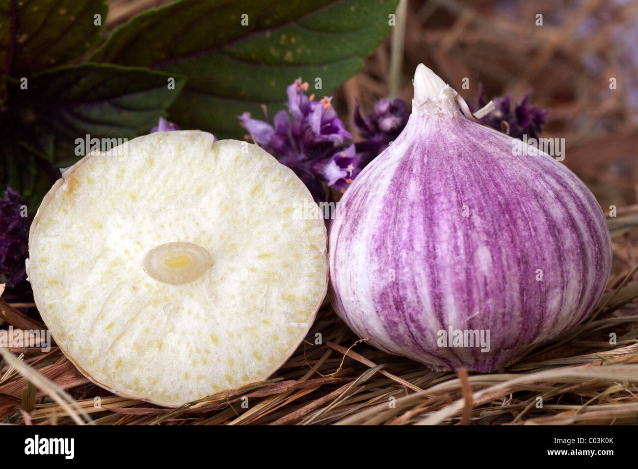 Elephant Garlic Flower