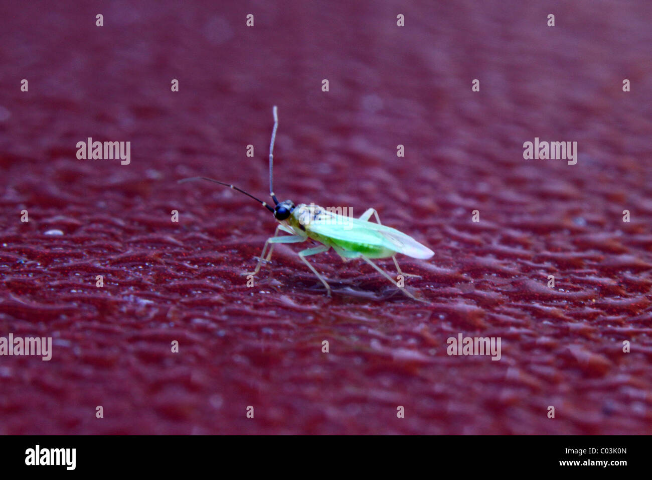 Bug with long proboscis hi-res stock photography and images - Alamy