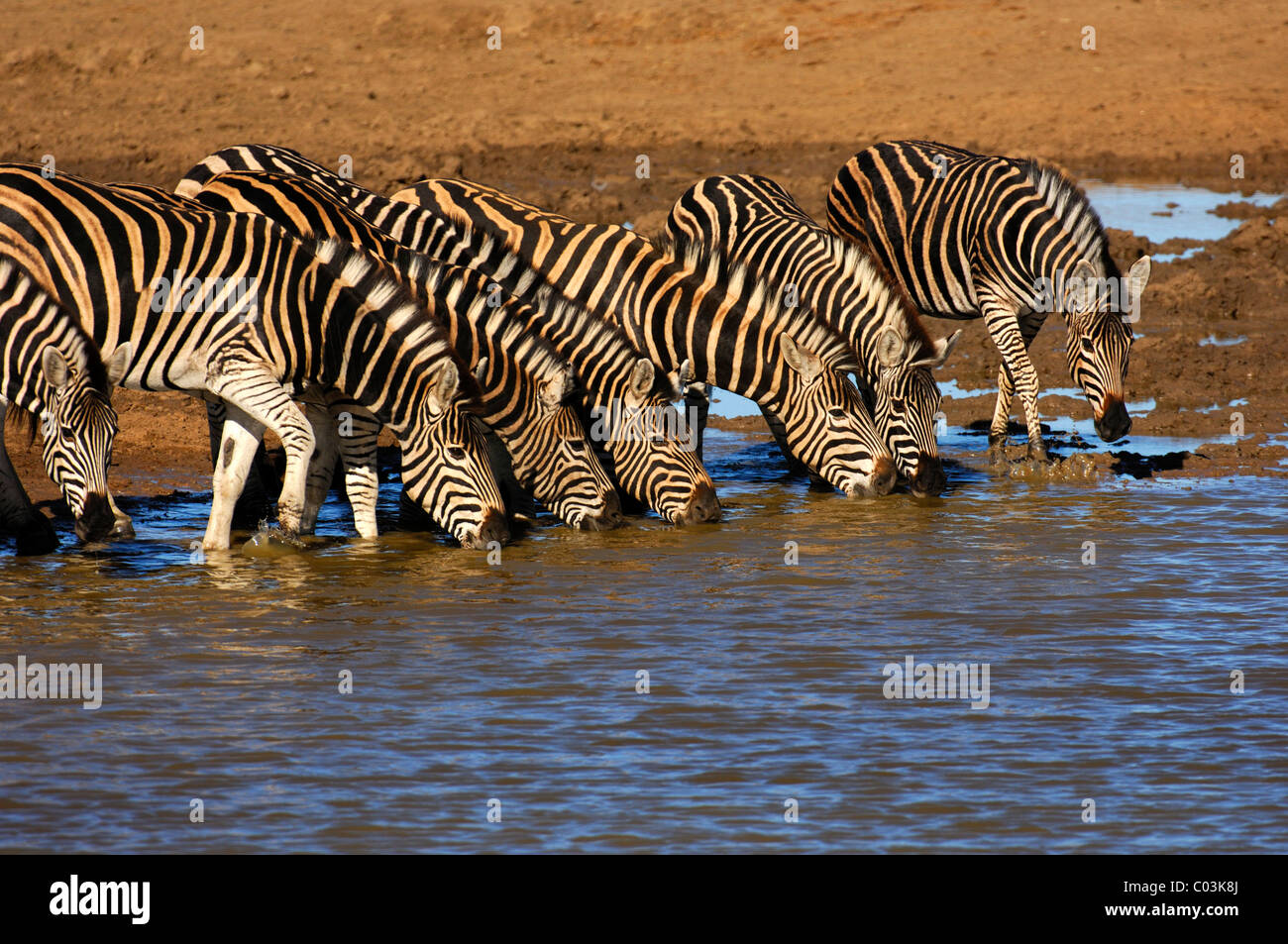 Herd of Plains Zebra (Equus burchelli) at a water hole, Madikwe Game ...