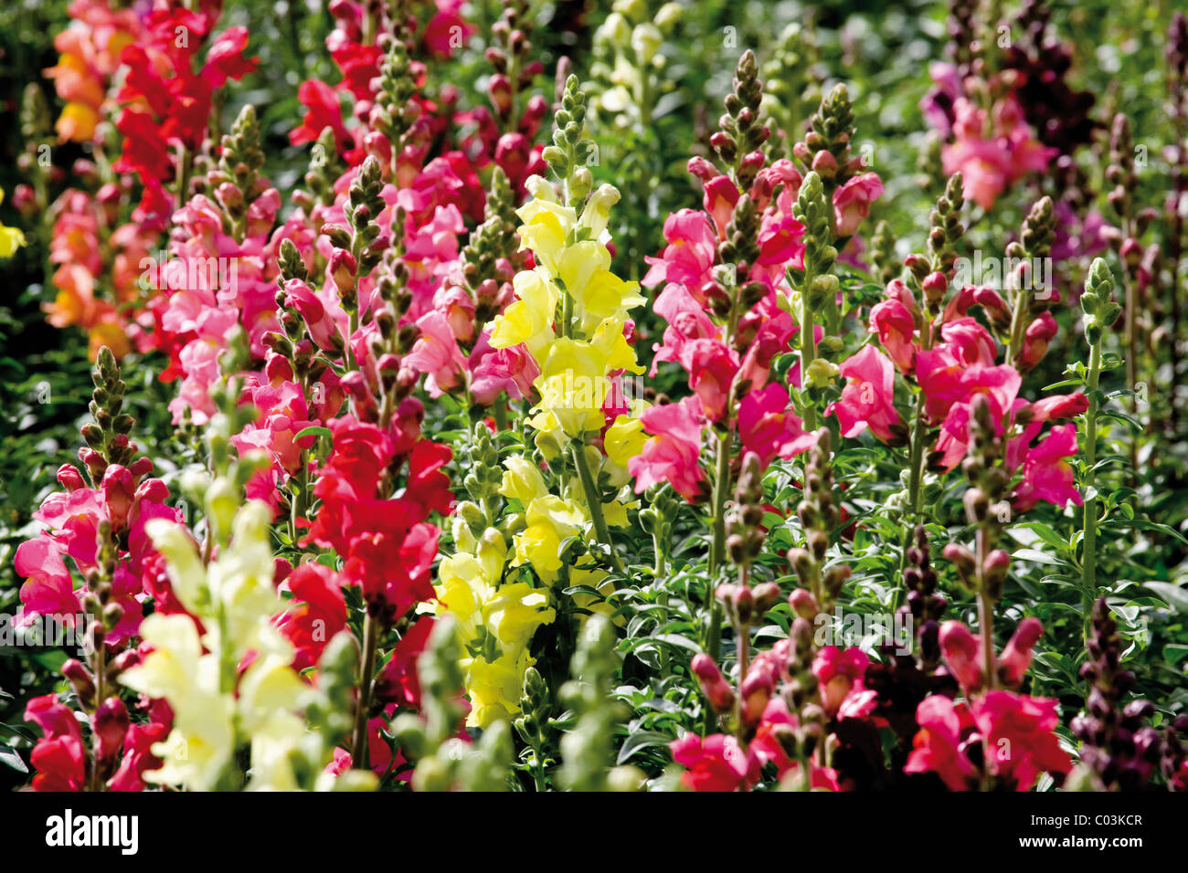 Common Snapdragon (Antirrhinum majus Stock Photo - Alamy
