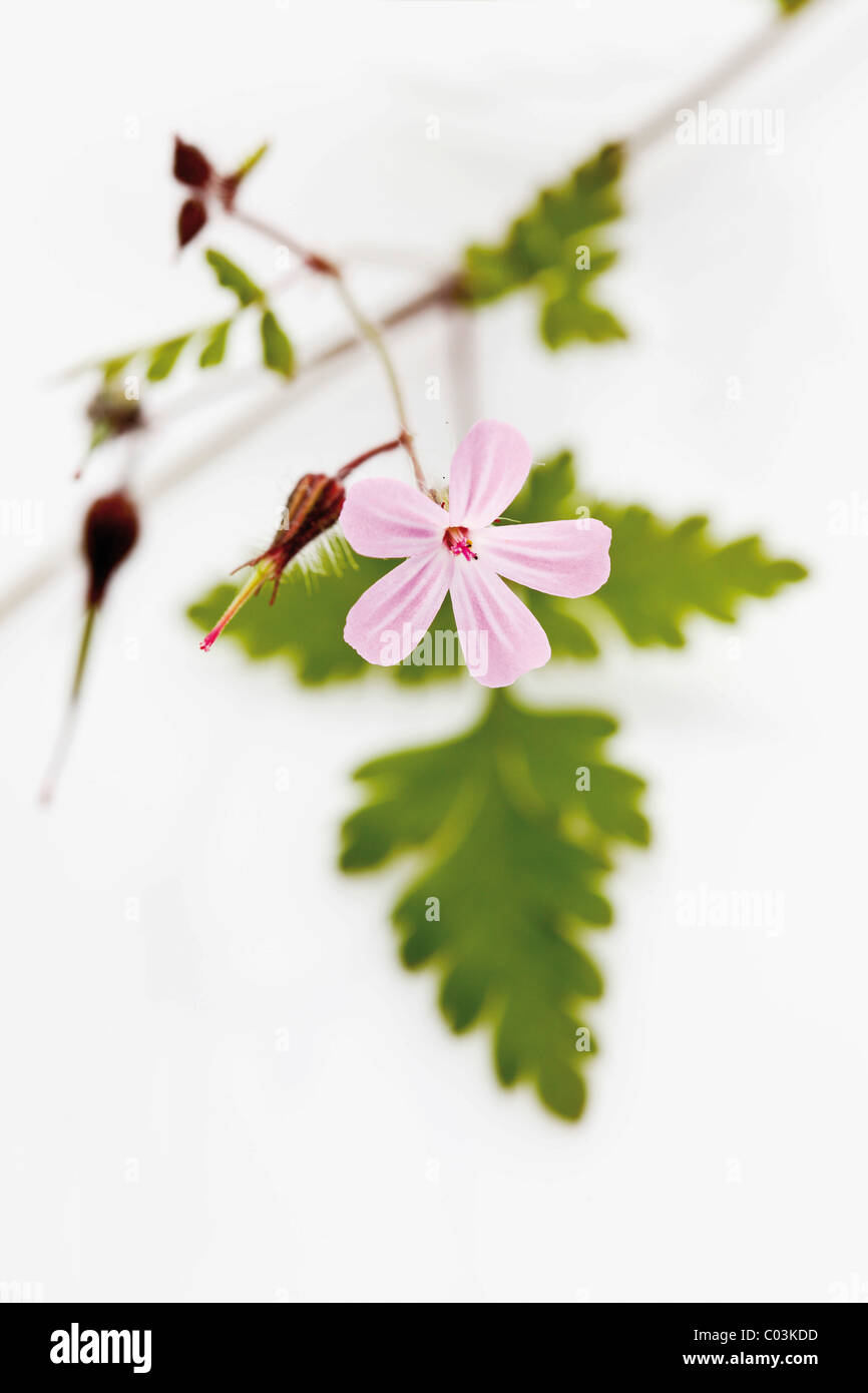 Species of geranium Cut Out Stock Images & Pictures - Alamy