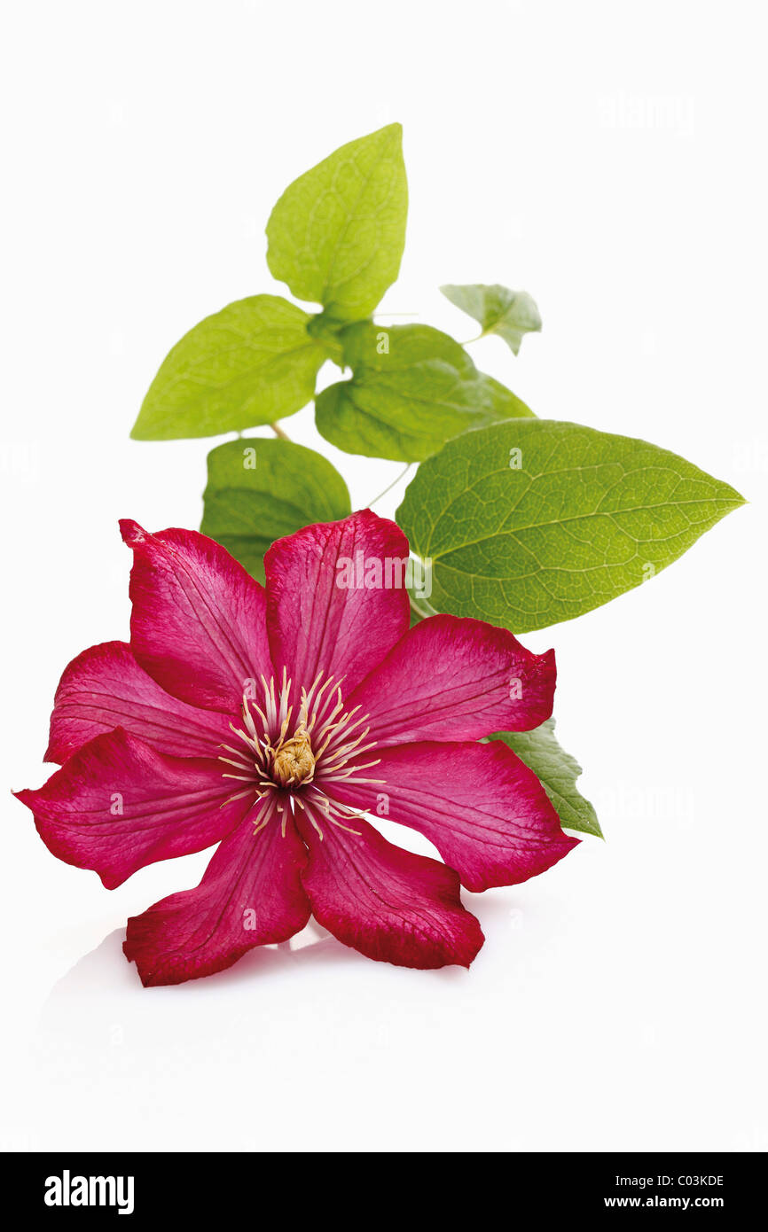 Clematis clematis rose rosa hi-res stock photography and images - Alamy