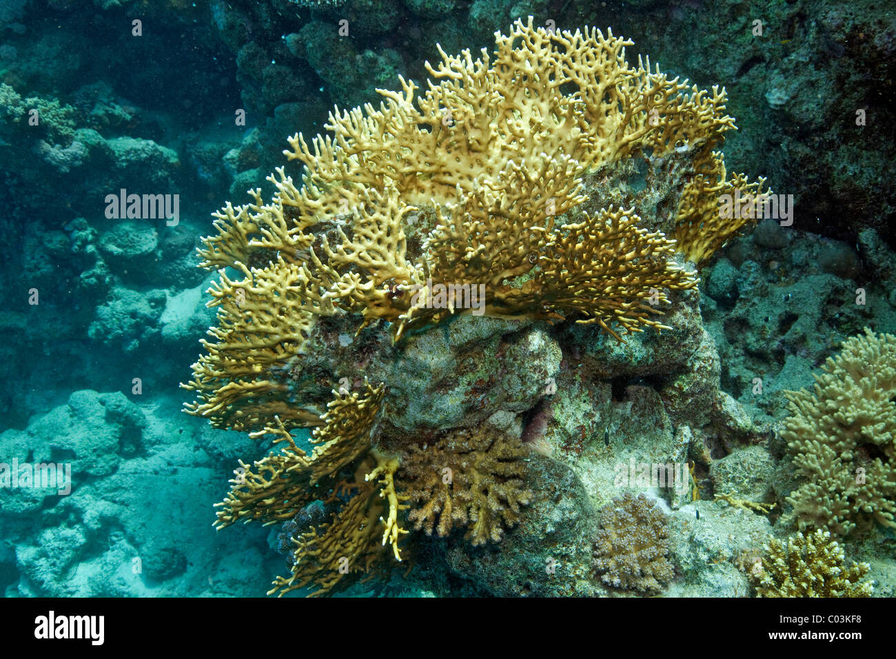 Corals in the Red Sea, Egypt, Africa Stock Photo - Alamy