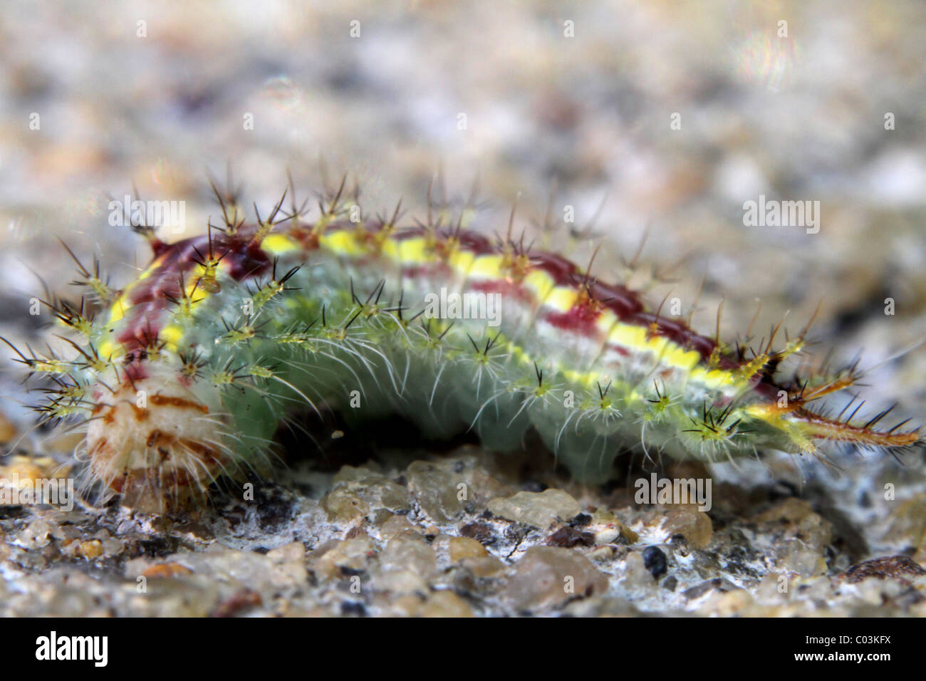 Indian insect pupa hi-res stock photography and images - Alamy