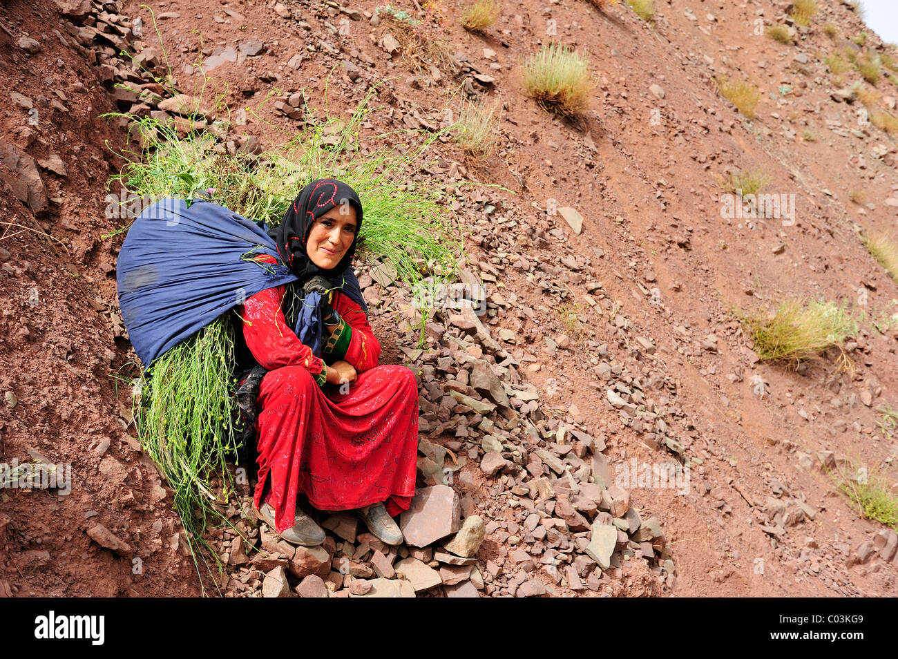 Young Berber woman wearing a headscarf carrying forage in a sling on ...