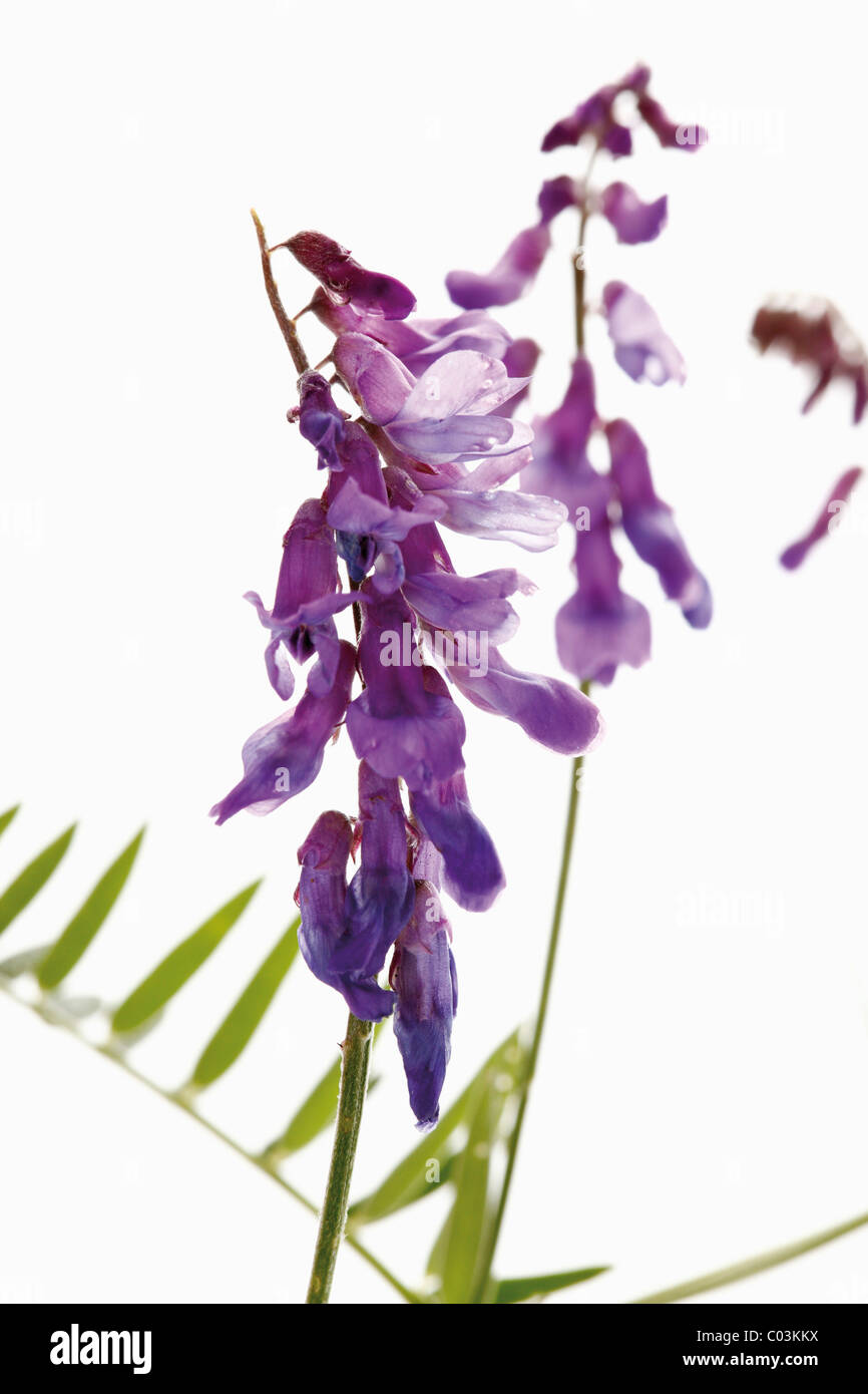 Tufted vetch, cow vetch or bird vetch (Vicia cracca Stock Photo - Alamy