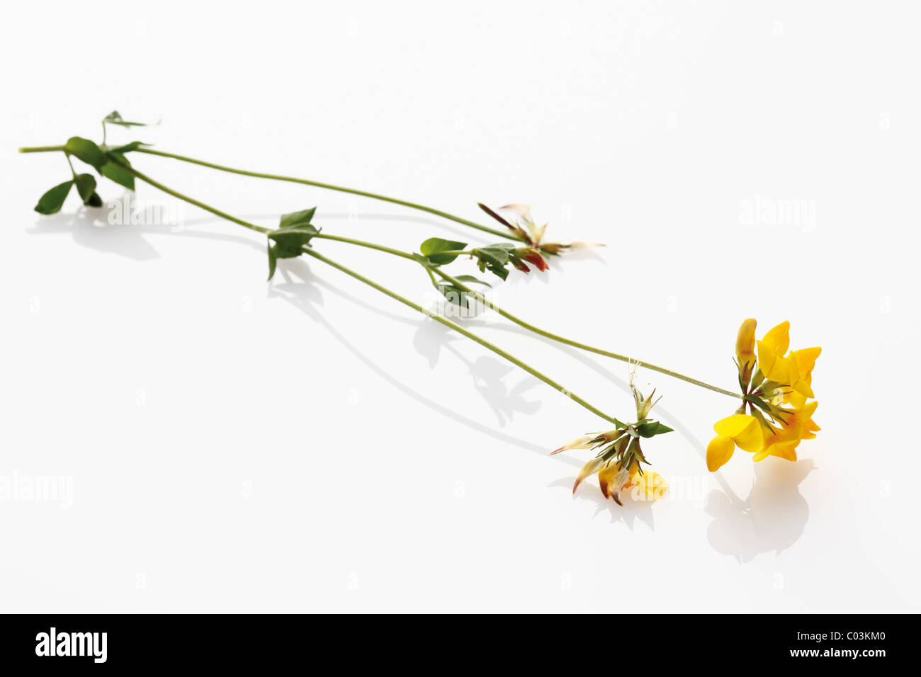 Bird's-foot Trefoil or Birdfoot Deervetch (Lotus corniculatus Stock ...