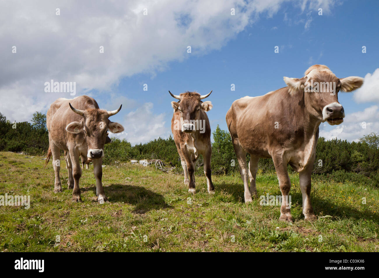 Cow (Bos taurus primigenius Stock Photo - Alamy