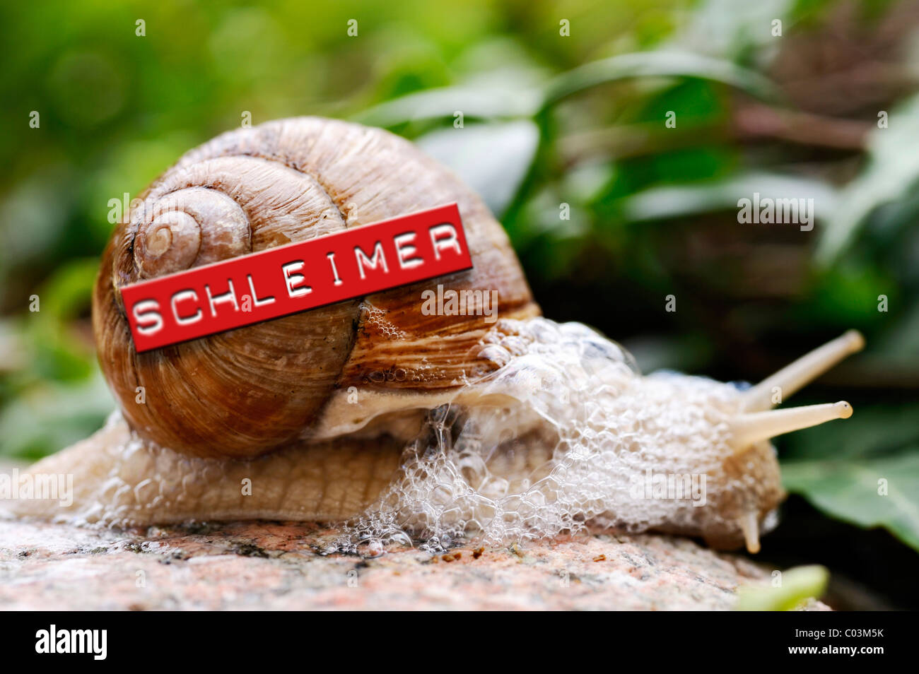 Snail with mucus secretion and marked Schleimer or bootlicker Stock ...