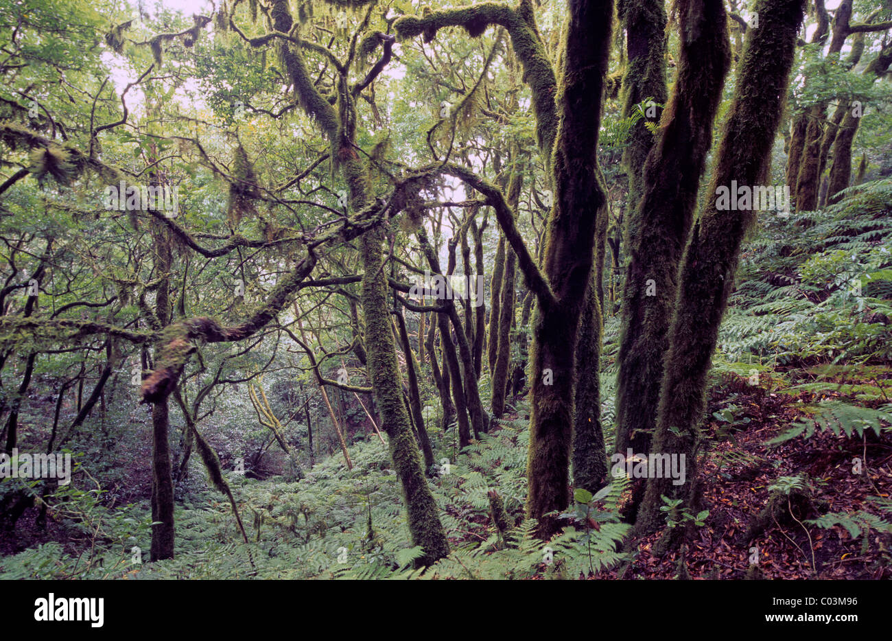 Laurel rain forest in the Anaga Mountains, Tenerife, Canary Islands ...