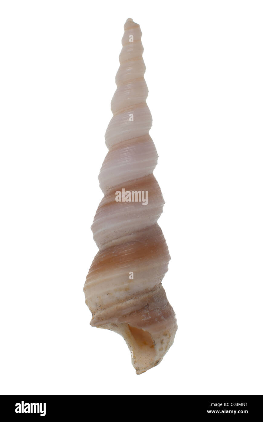 Turritella seashell isolated on a white background Stock Photo - Alamy
