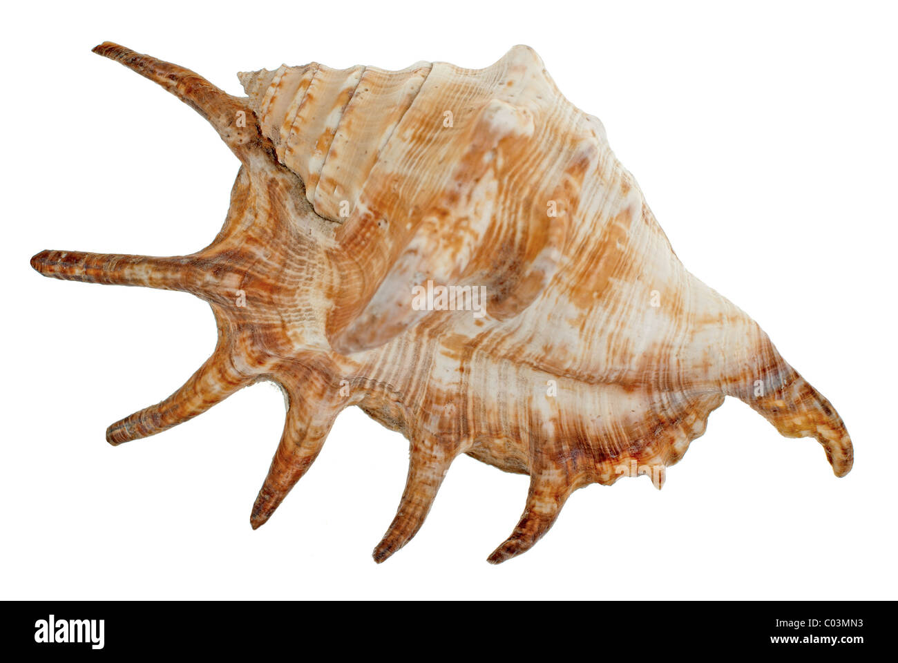 cockleshell isolated on white background Stock Photo - Alamy