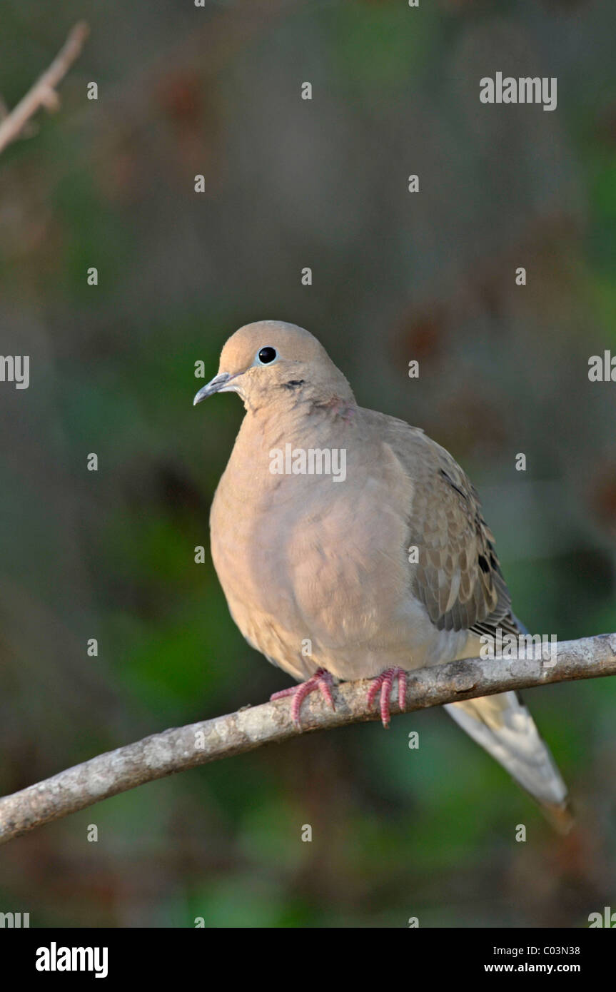 Mourning Dove: Zenaida macroura. Florida, USA Stock Photo - Alamy