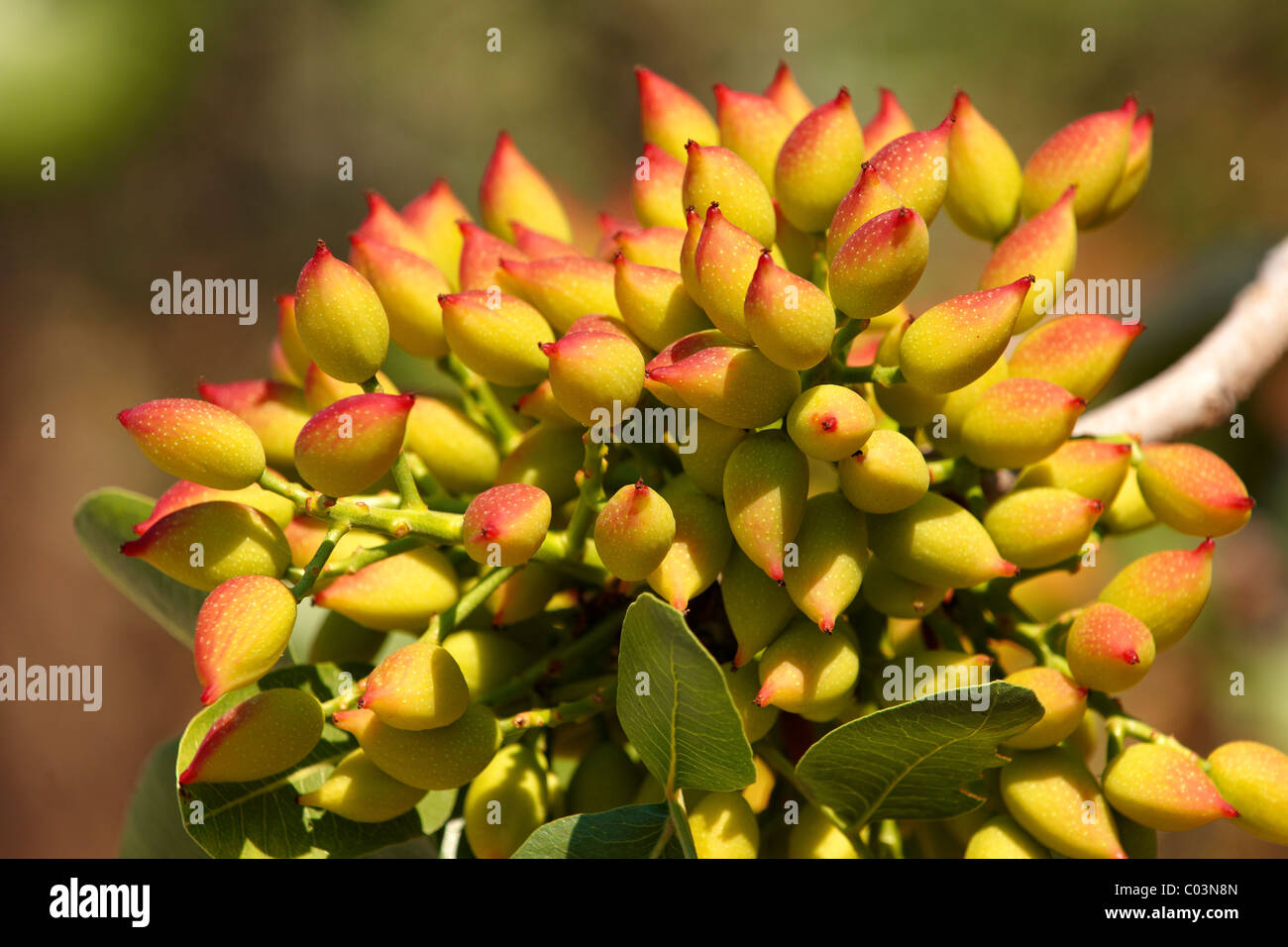 Fresh pistachio nuts growing on bushes. Aegina, Greek Saronic Islands ...