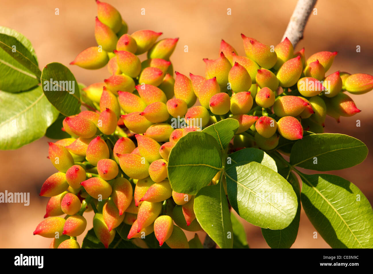 Fresh pistachio nuts growing on bushes. Aegina, Greek Saronic Islands ...