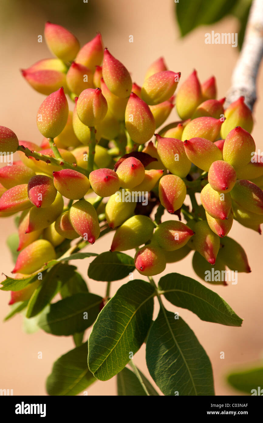 Fresh pistachio nuts growing on bushes. Aegina, Greek Saronic Islands ...