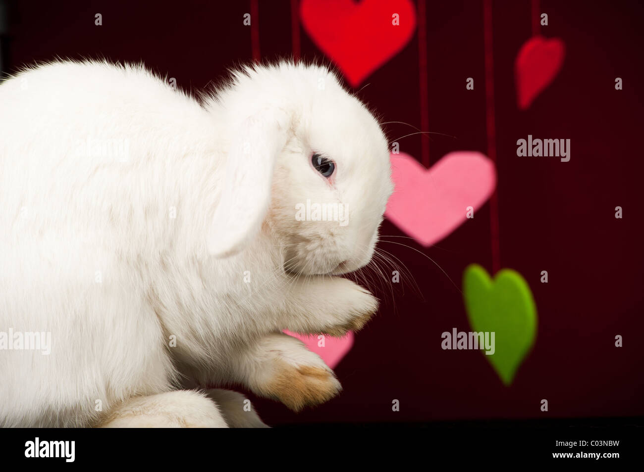 White rabbit washing Stock Photo - Alamy