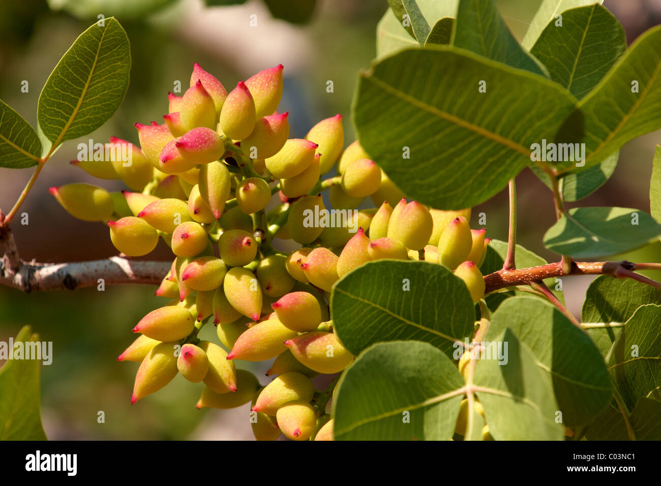 Fresh pistachio nuts growing on bushes. Aegina, Greek Saronic Islands ...