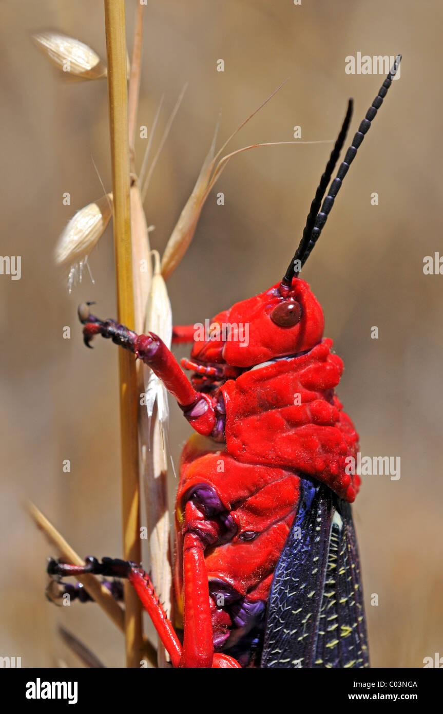 Lubber grasshoppers hi-res stock photography and images - Alamy