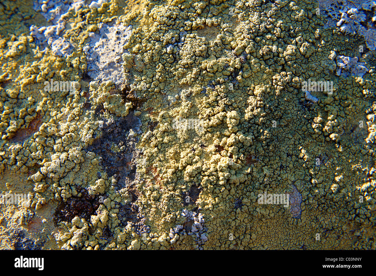 Lichens growing on rocks Stock Photo - Alamy