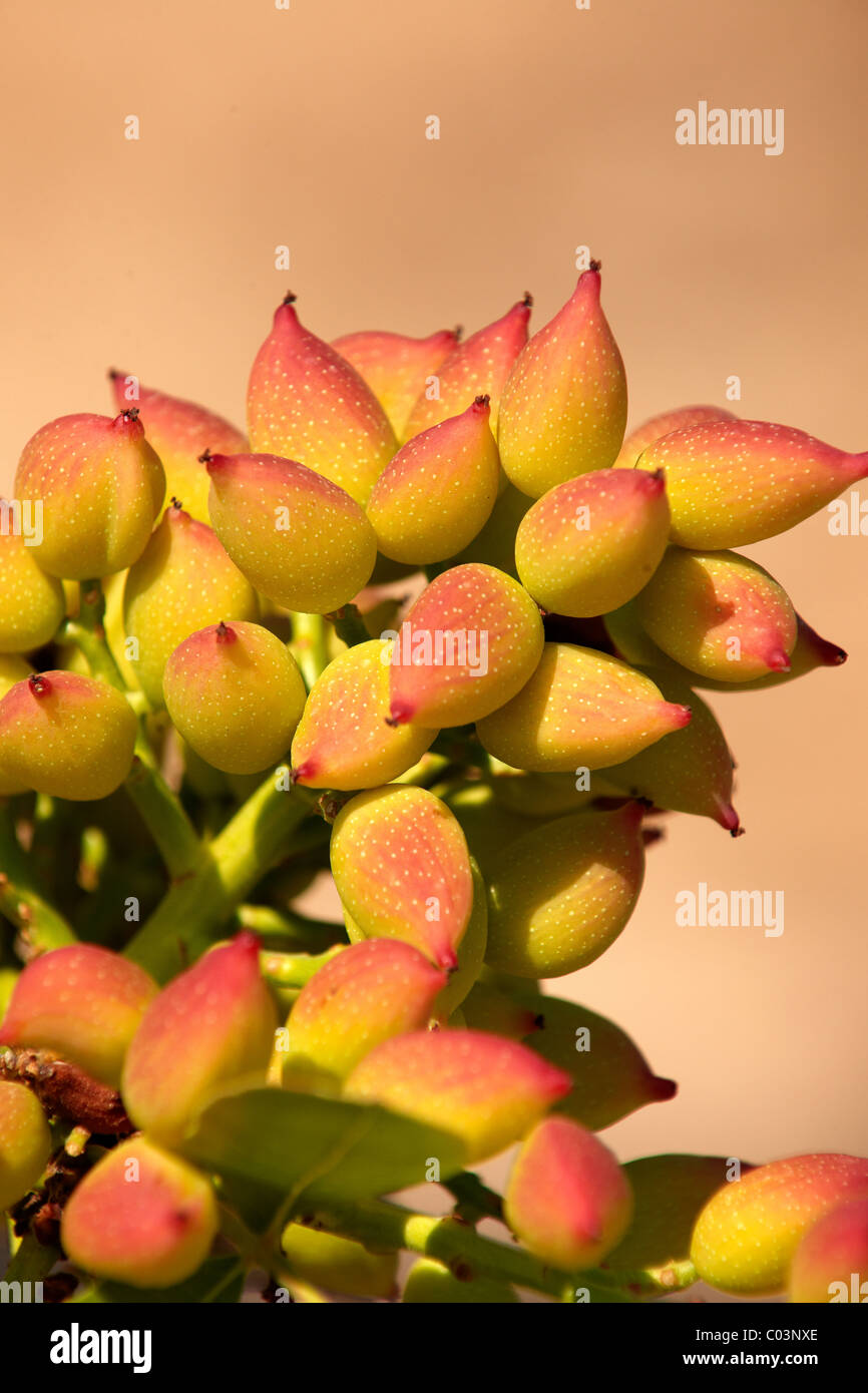 Fresh pistachio nuts growing on bushes. Aegina, Greek Saronic Islands ...
