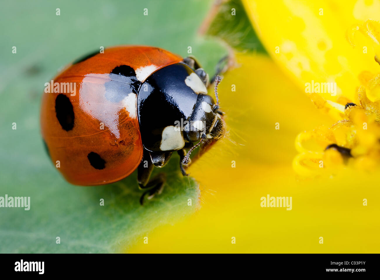 Ladybird close up hi-res stock photography and images - Alamy