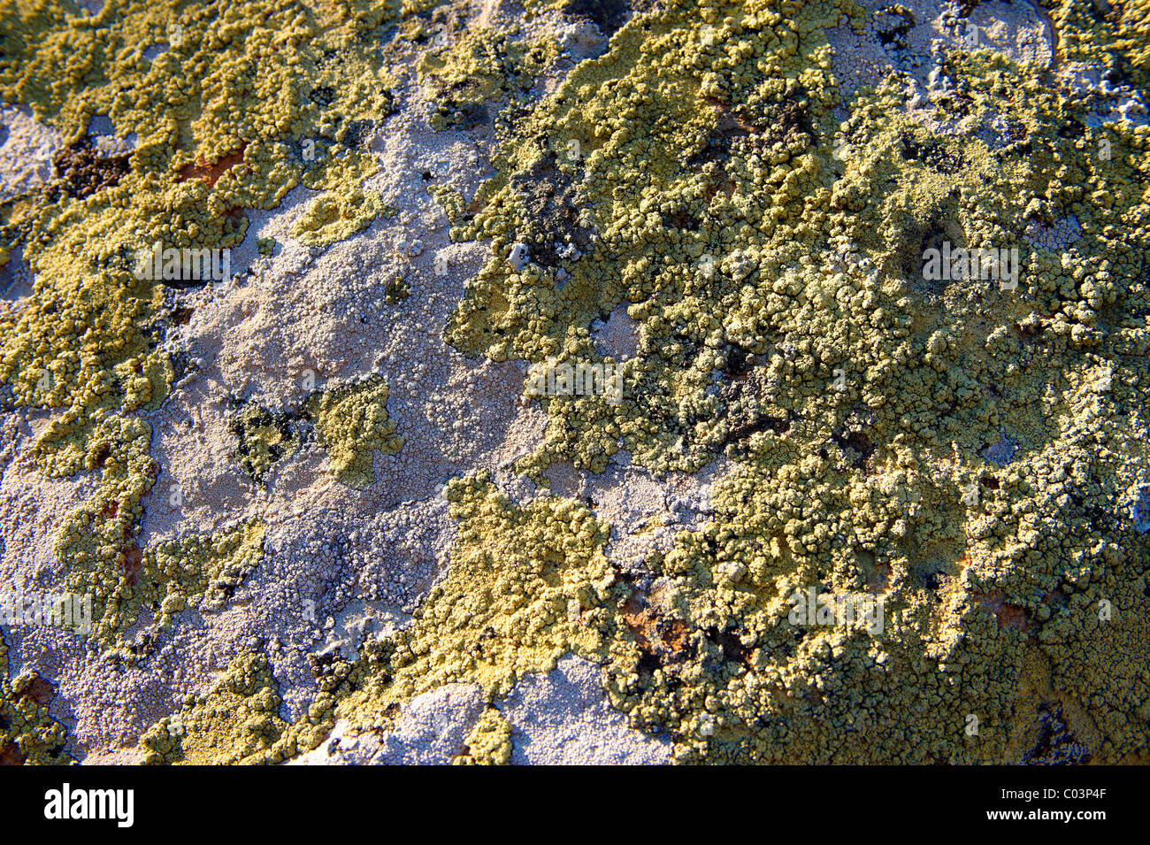 Lichens stone hi-res stock photography and images - Alamy
