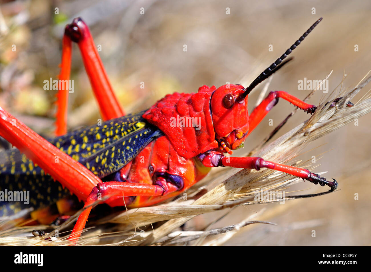 Common milkweed locust, Goegap Nature Reserve, Namaqualand, South ...
