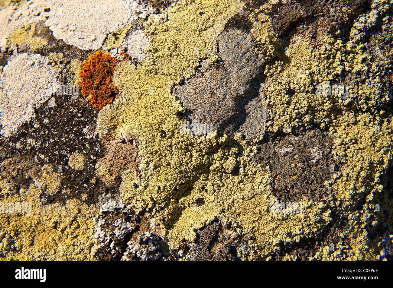 Lichens growing on rocks Stock Photo - Alamy