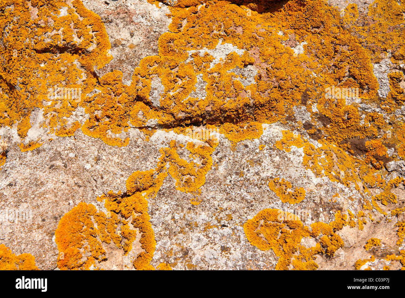 Orange lichen on rocks hi-res stock photography and images - Alamy
