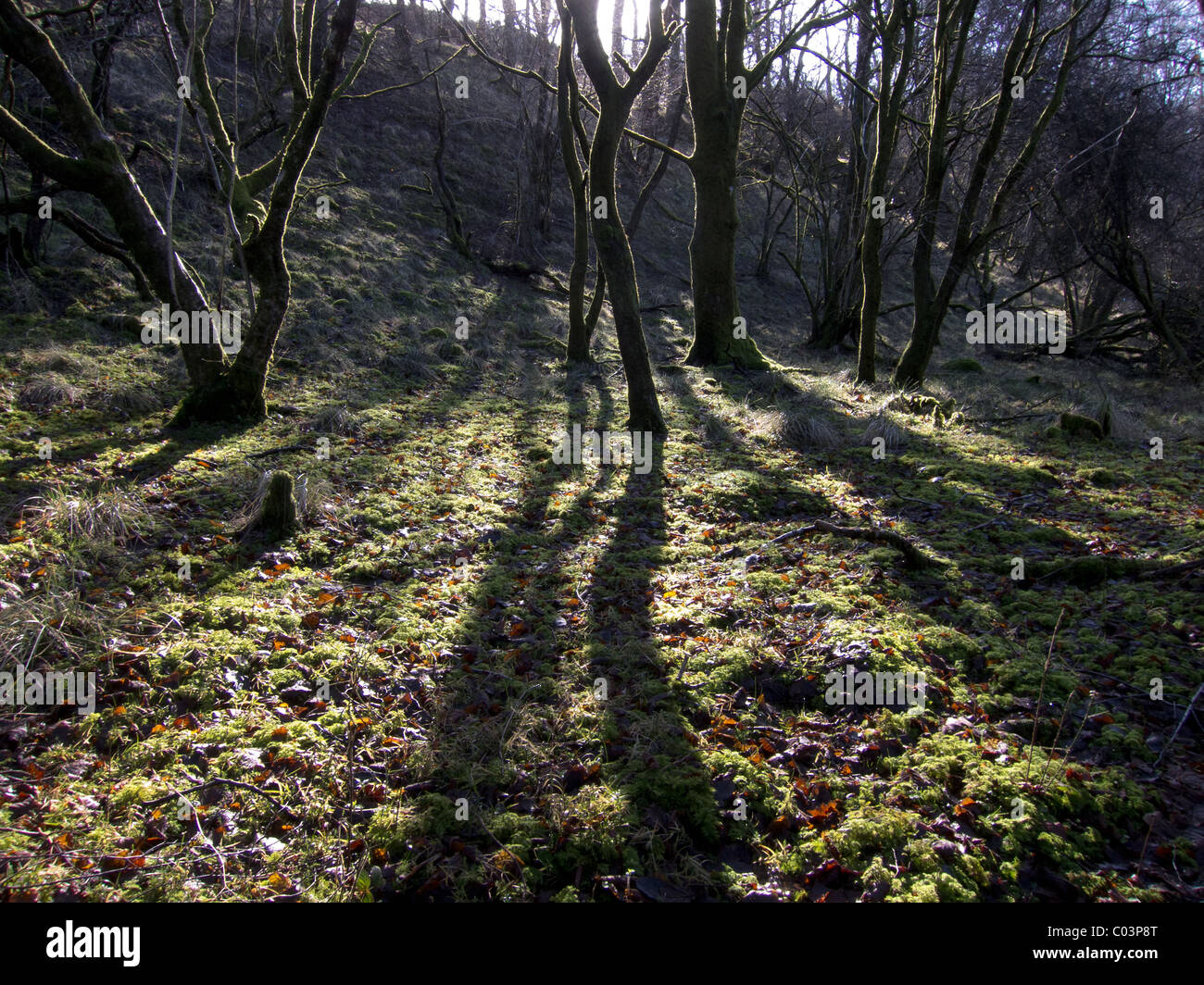 Early morning winter sunlight strikes through old riverside woodland ...