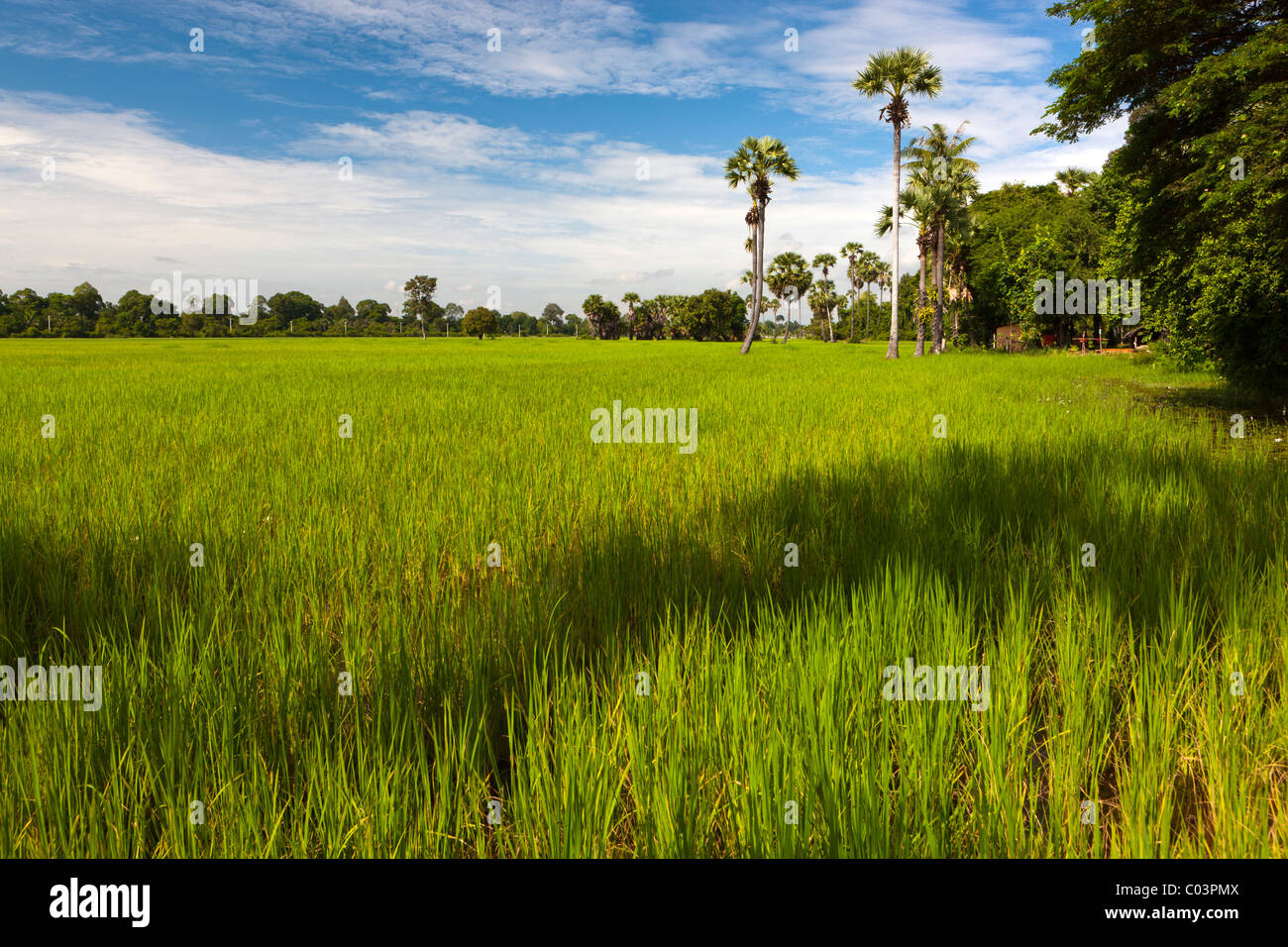Landscape with rice field. Siem Reap Province. Cambodia. Asia Stock ...