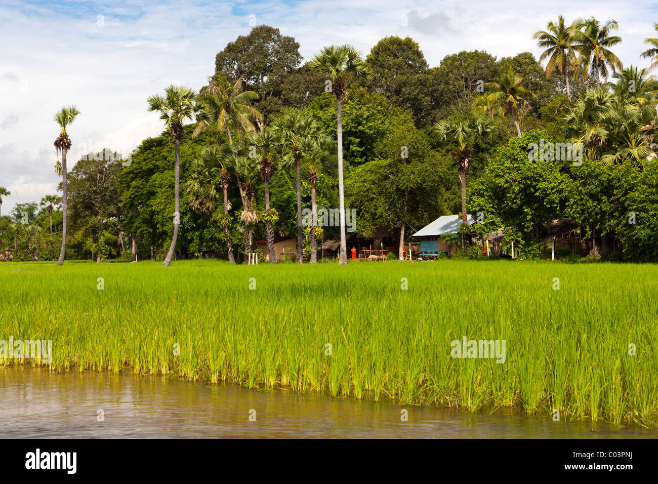 Landscape with rice field. Siem Reap Province. Cambodia. Asia Stock ...