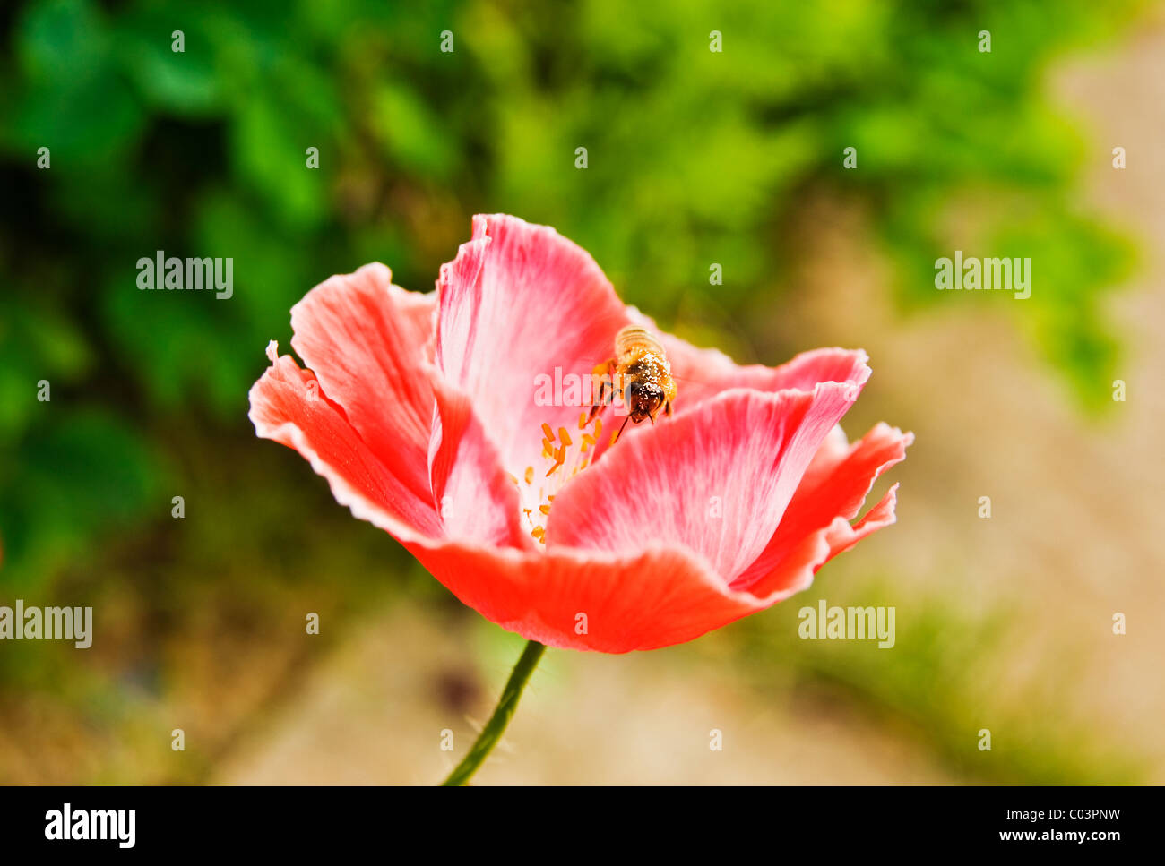 Poppy pollination hi-res stock photography and images - Alamy