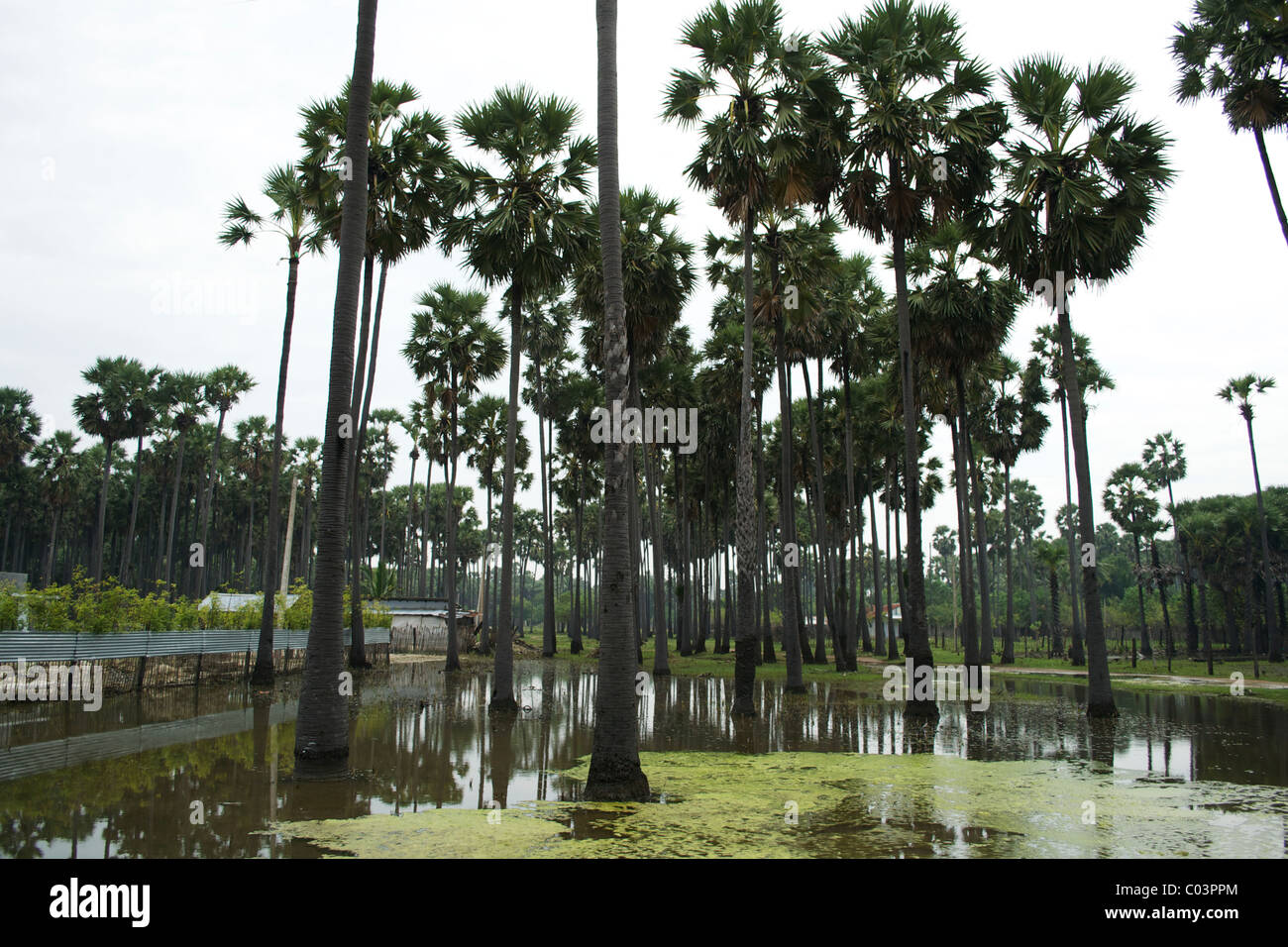Exotic Sri Lanka Jaffna Beach Tropical Forest Palm Trees