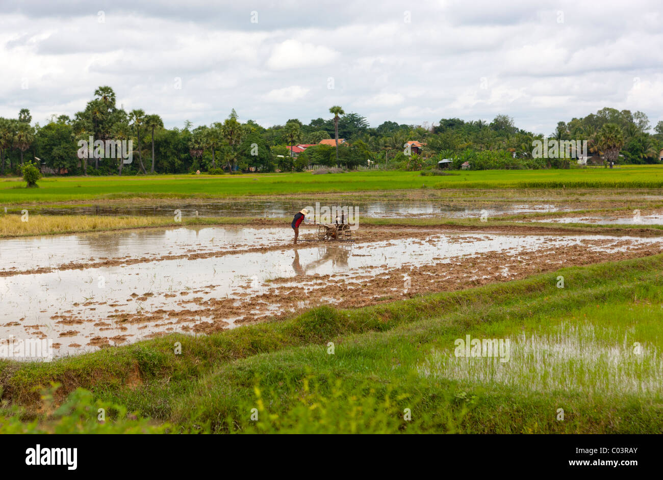 Landscape with rice field. Siem Reap Province. Cambodia. Asia Stock ...