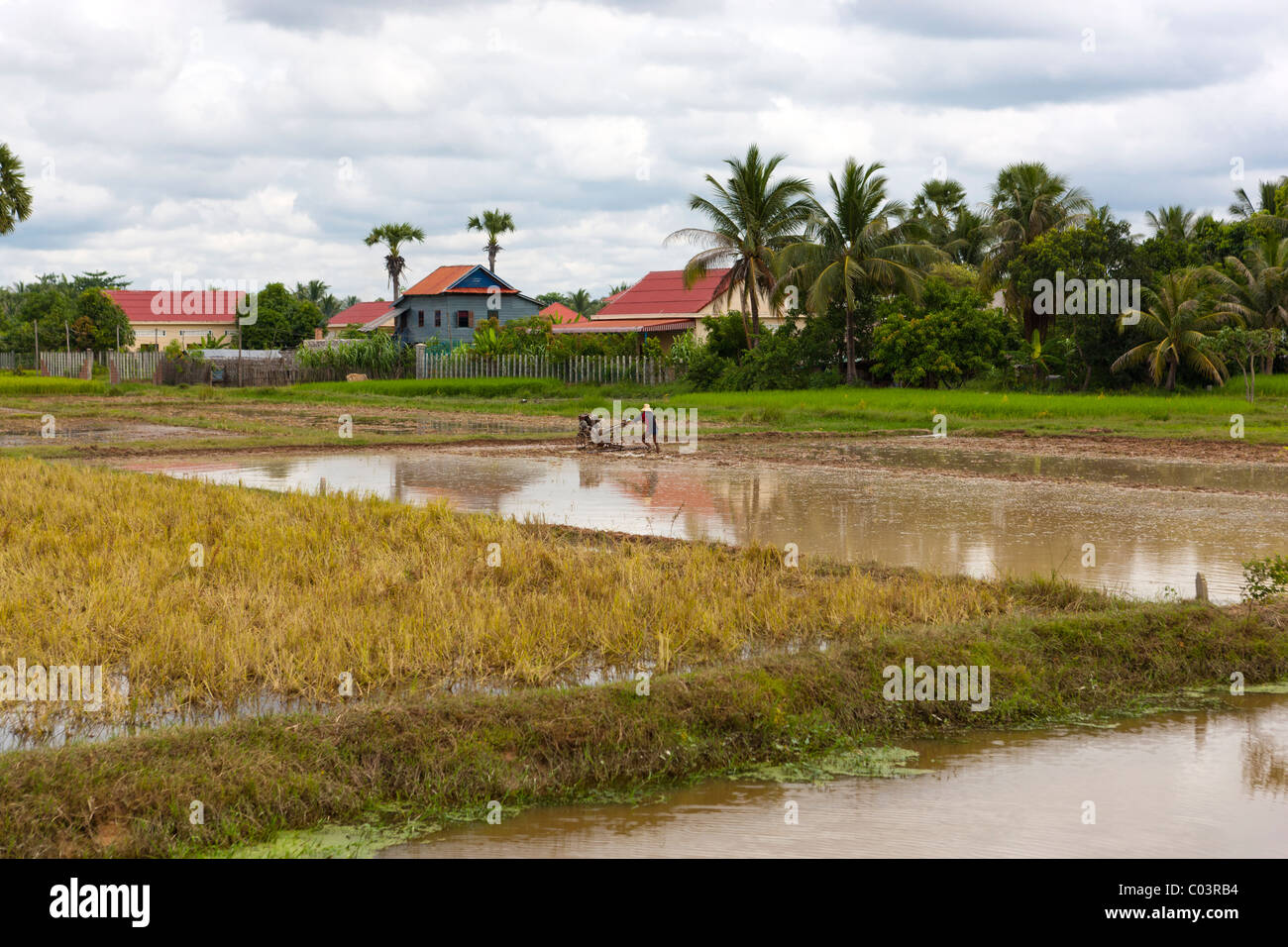 Landscape with rice field. Siem Reap Province. Cambodia. Asia Stock ...