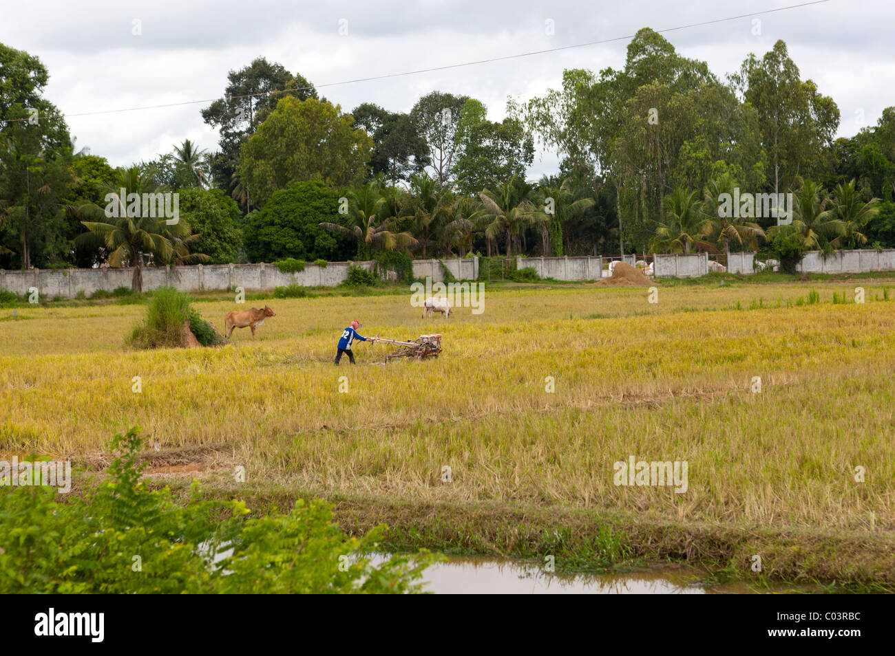 Landscape with rice field. Siem Reap Province. Cambodia. Asia Stock ...