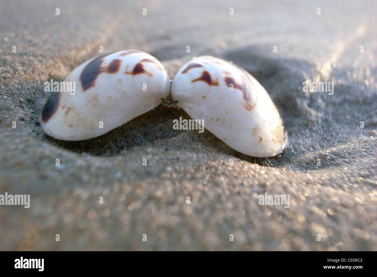Clam shells opened on a sandy beach Stock Photo - Alamy