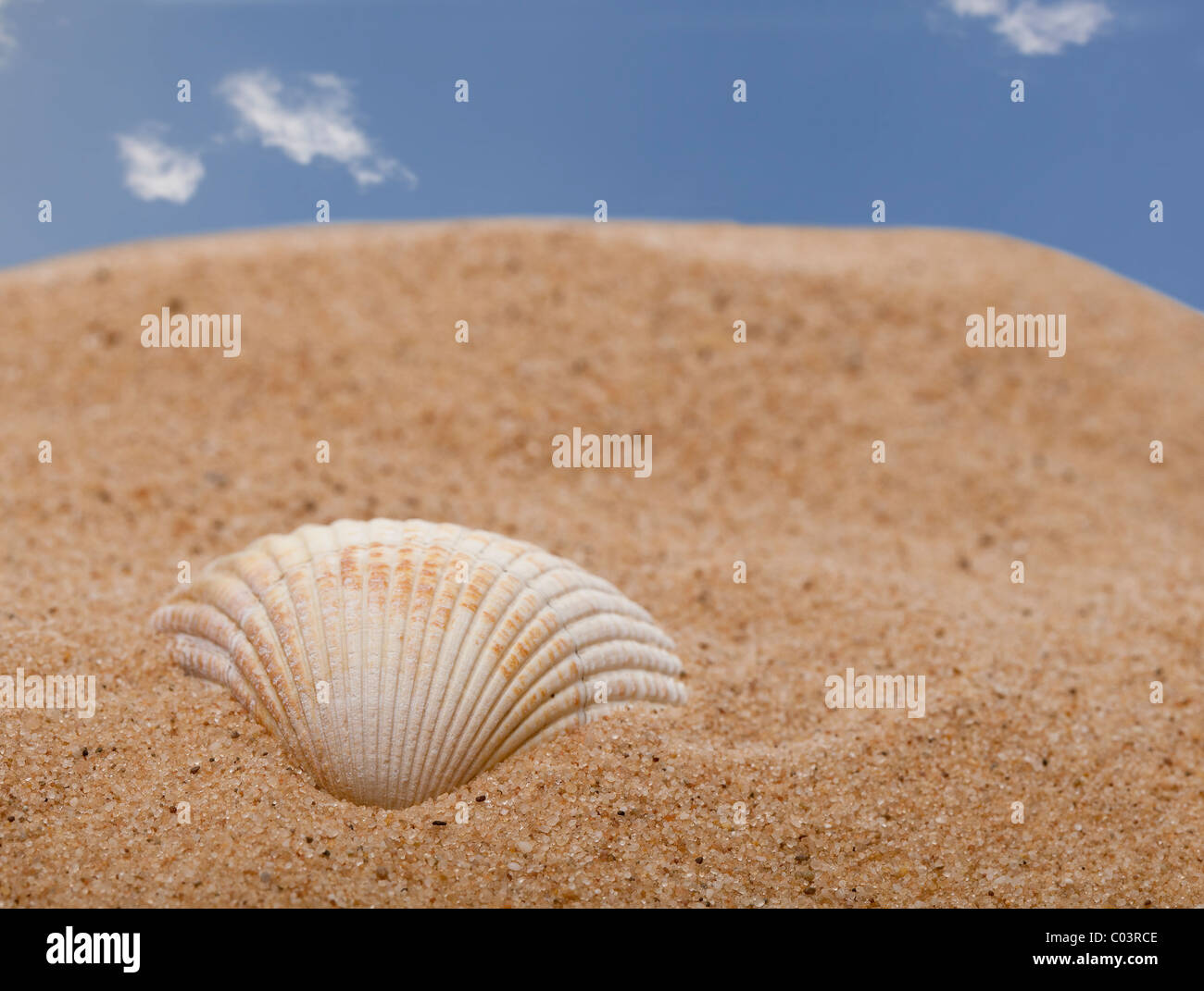 Cockle shell hi-res stock photography and images - Alamy