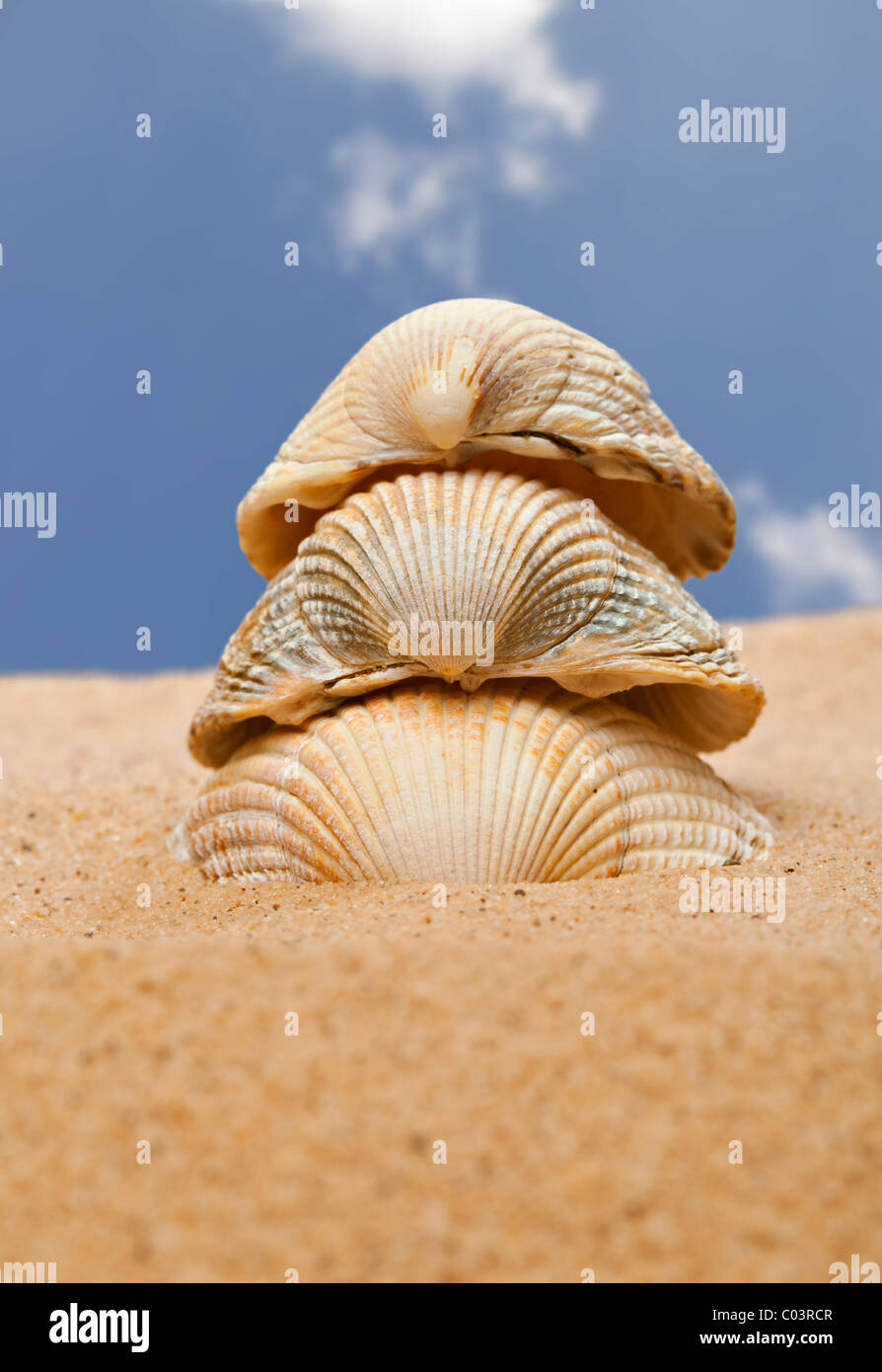 Three seashells stacked on top of each other on the beach with a blue ...