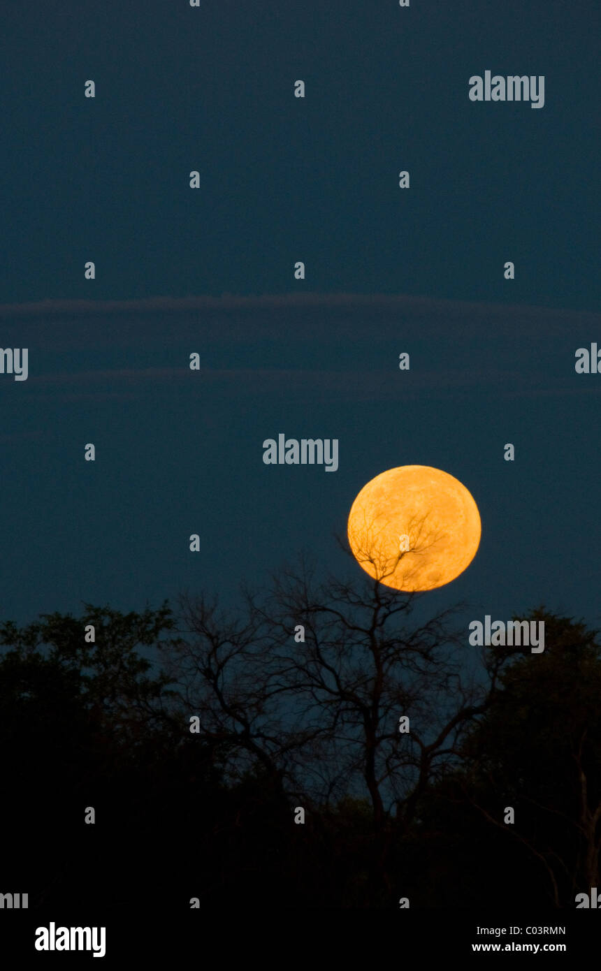 african moon rising in botswana Stock Photo - Alamy